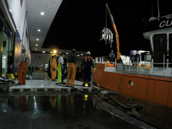 Shark fishing in Europe? - STOP FINNING EU